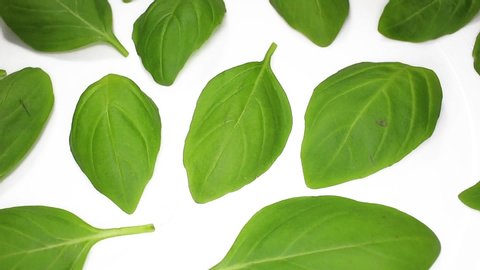 Fresh Green Basil Leaves Isolated On Stock Photo 431255308 | Shutterstock