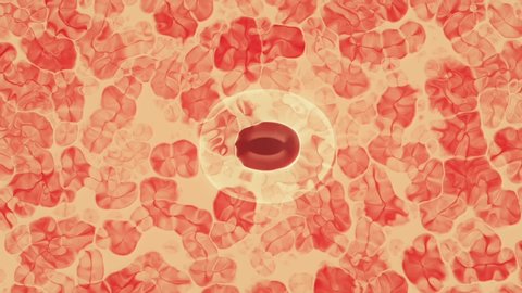 Cells Divide Under Microscope Mitosis Process Stock Footage Video (100% ...