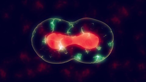 Cells Under Microscope Cell Division Cellular Stock Illustration ...