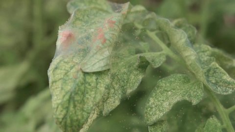 Close Shot Red Spider Mite Colony Stock Footage Video (100% Royalty ...