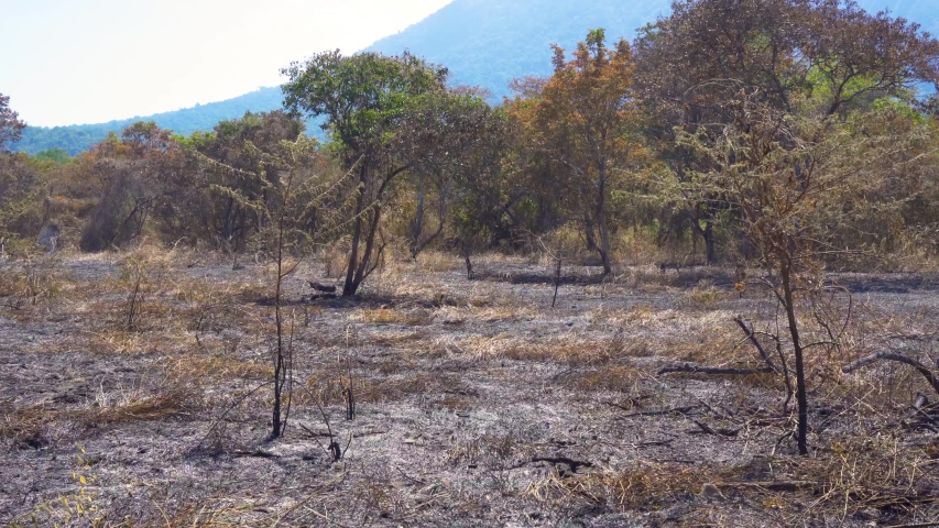 Baluran national park Stock Video Footage - 4K and HD Video Clips ...