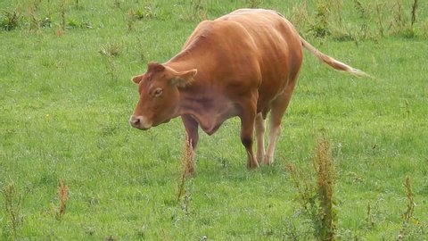 cow eating grass pooping green field Stock Footage Video (100% Royalty ...