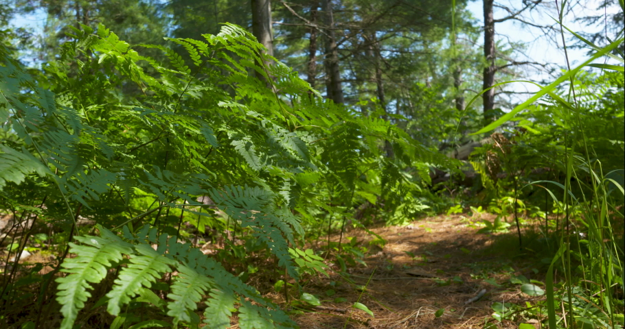 royal fern german forest Stock Footage Video (100% Royalty-free ...