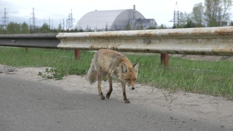 Fox On Road Near Chernobyl Nuclear Stock Footage Video (100% Royalty ...