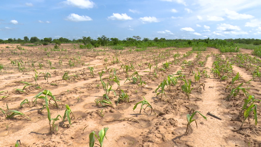 cameraement between small maize plants african Stock Footage Video (100 ...