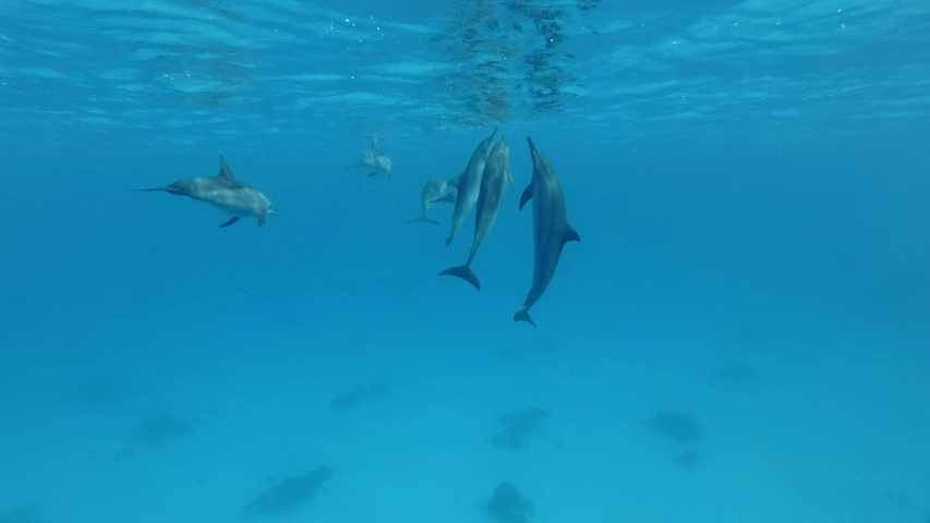 three dolphins stand upright communicate each Stock Footage Video (100% ...