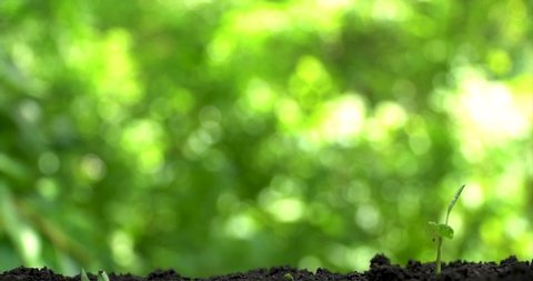 Spring Video Background Light Effects Animated Stock Footage Video (100 ...