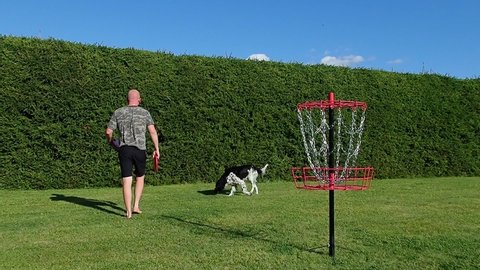 Man Dogs Playing Disc Golf Stock Footage Video (100% Royalty-free ...