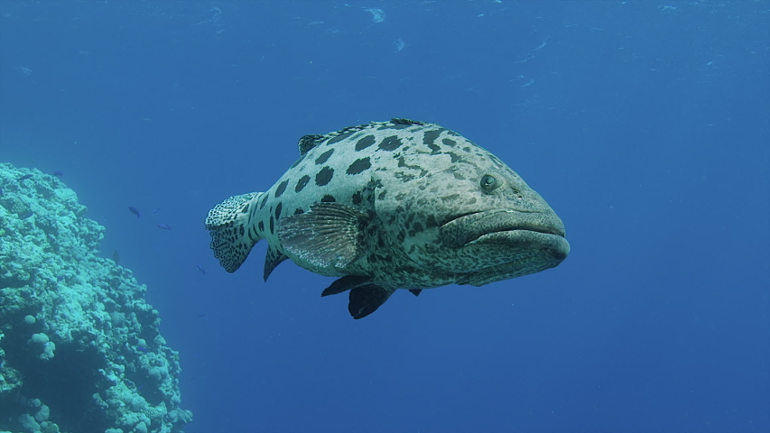Potato Grouper Stock Video Footage - 4K and HD Video Clips | Shutterstock