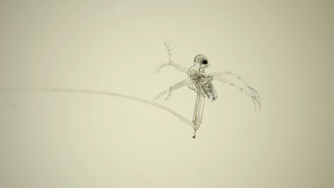 Amphipoda Macrohectopus Branickii Under Microscope Macrohectopidae ...