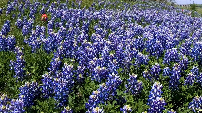 Blue Flower Field in Austin, Texas image - Free stock photo - Public ...