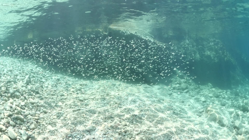 Little Fish School Juvenile Fish Stock Footage Video (100% Royalty-free ...