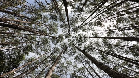 Low Angle View Nature Landscape Pine Stock Footage Video (100% Royalty ...