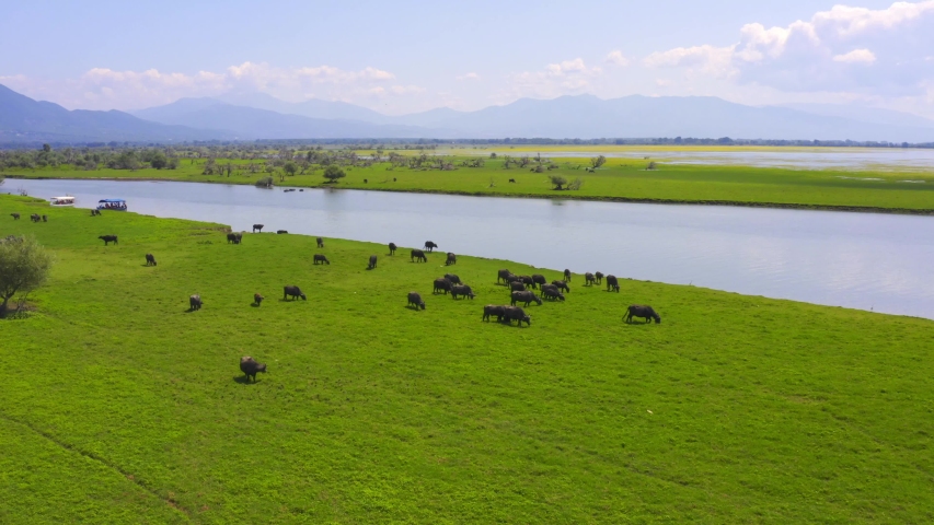 Buffalo grazing in the grass image - Free stock photo - Public Domain ...