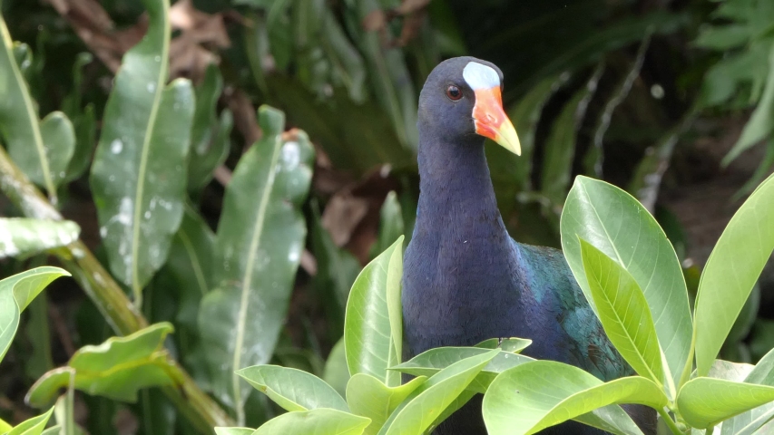 Bird in the trees at Everglades National Park, Florida image - Free ...