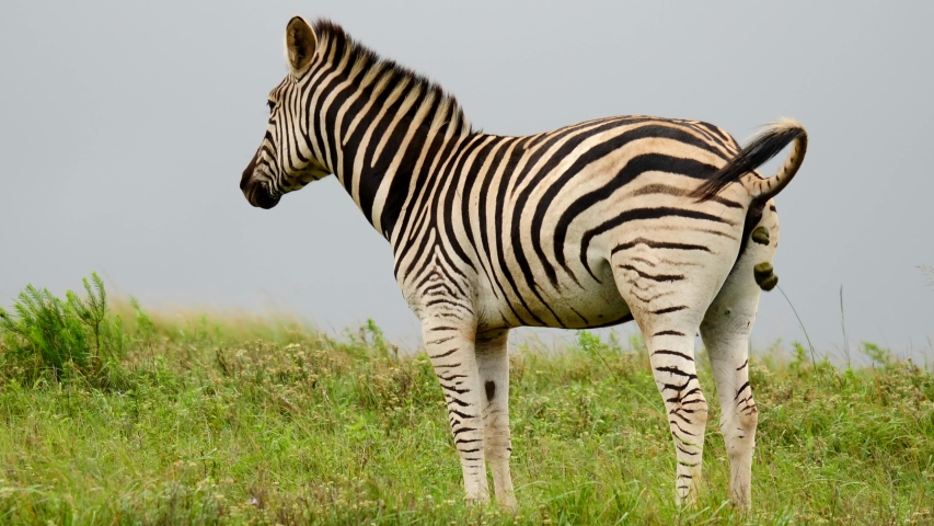 Slow Motion: Adult Zebra Standing Stock Footage Video (100% Royalty ...