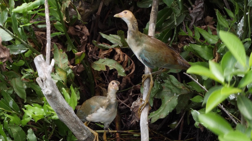 Bird in the trees at Everglades National Park, Florida image - Free ...