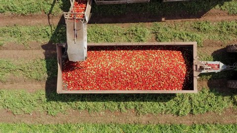 Tomato Harvester Loading Trailer Fresh Ripe Stock Footage Video (100% ...