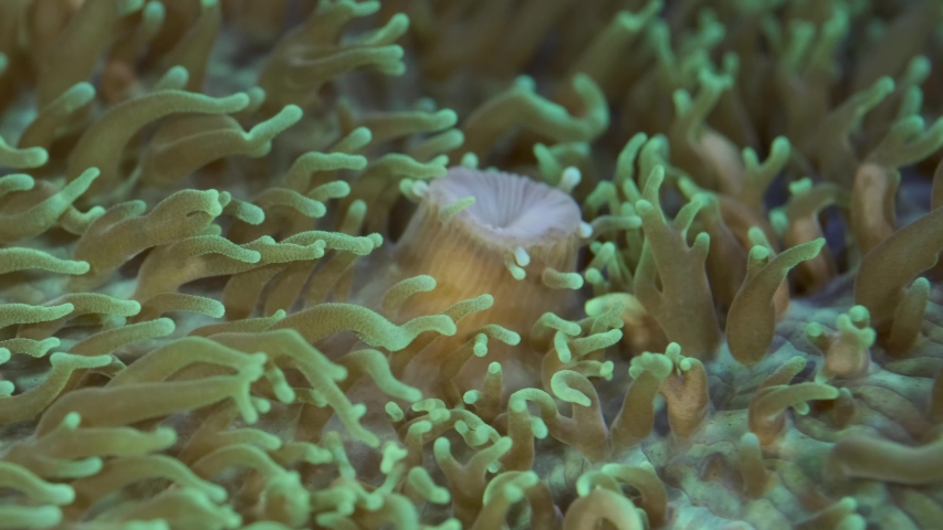 Close-up of Polyps Short Tentacle Stockvideoklipp (helt royaltyfria ...