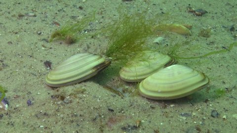 Mollusk Quickly Burrows Sand Black Sea Stock Footage Video (100% ...