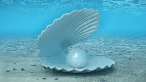 Pearl Inside Seashell Beautiful Pearl Shell Stock Footage Video (100% ...