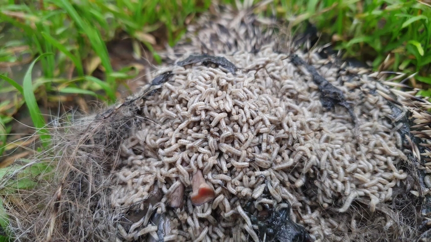 Worms Corpse Stock Video Footage - 4K and HD Video Clips | Shutterstock