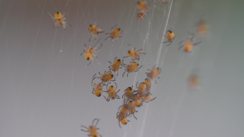 baby spiders nest spider reproduction many Stock Footage Video (100% ...