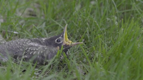 Close View Little Baby Bird Scared Stock Footage Video (100% Royalty ...