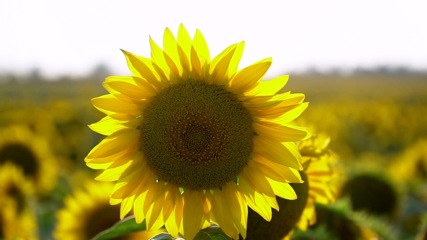 Sun Shines Through the Sunflowers Stock Footage Video (100% Royalty ...