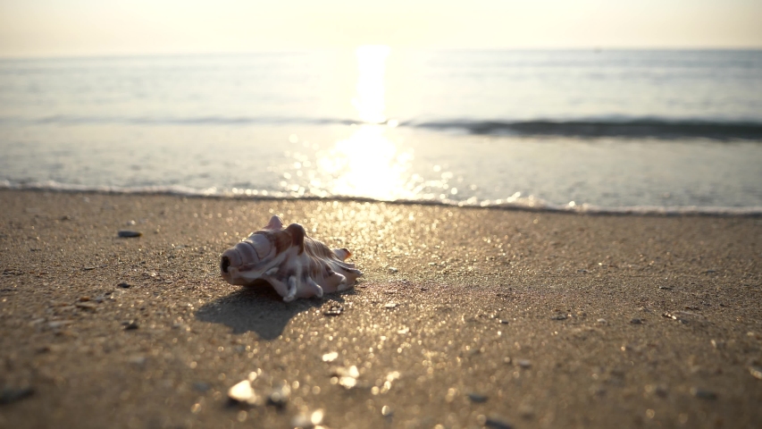 Sea Shell On the Beach Stock Footage Video (100% Royalty-free ...