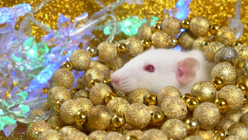 white rat on gold background peeps Stock Footage Video (100% Royalty ...