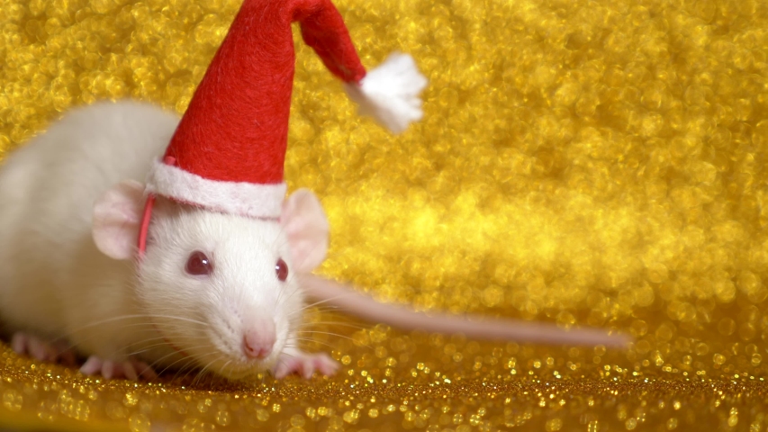 White Rat in Santa Christmas Stock Footage Video (100% Royalty-free ...