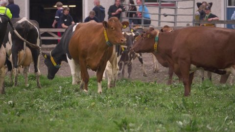 Mating Seasoncattle Bull Mount Cow Cow Stock Footage Video (100% ...