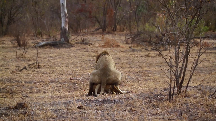 african lion couple mating kruger national Stock Footage Video (100% ...