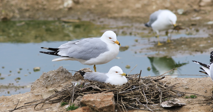 Ring Billed Gull in flight image - Free stock photo - Public Domain ...