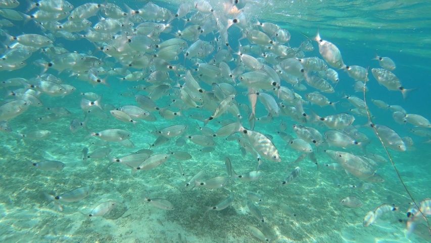 Bream Fish image - Free stock photo - Public Domain photo - CC0 Images