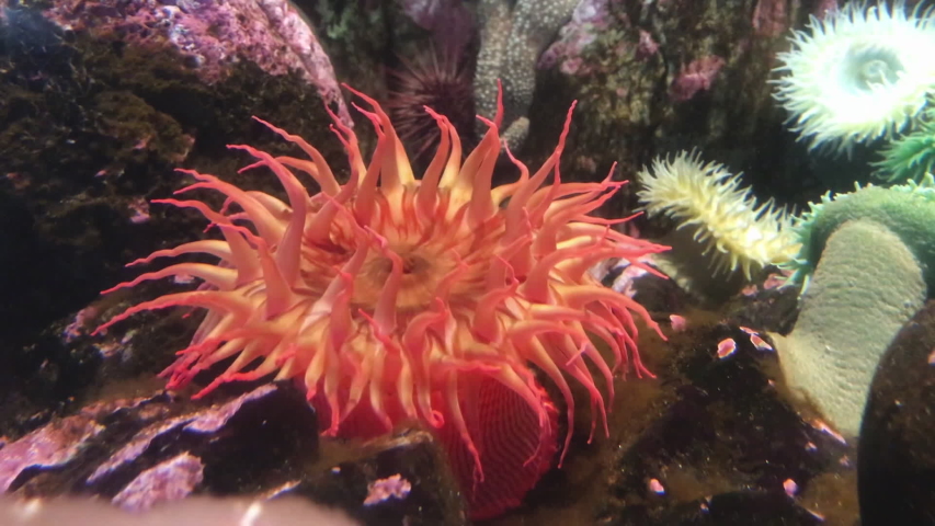 Red Sea Anemone with Other Stock Footage Video (100% Royalty-free ...