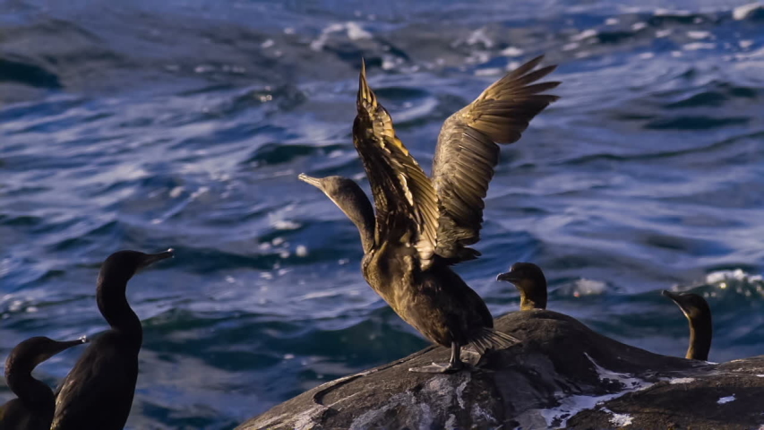 Cormorant taking flight image - Free stock photo - Public Domain photo ...