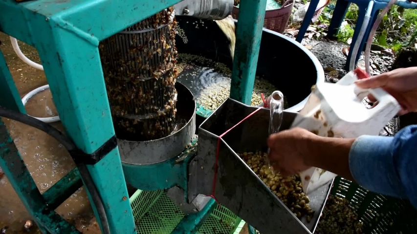 machine washing coffee raw Stock Footage Video (100% Royalty-free ...