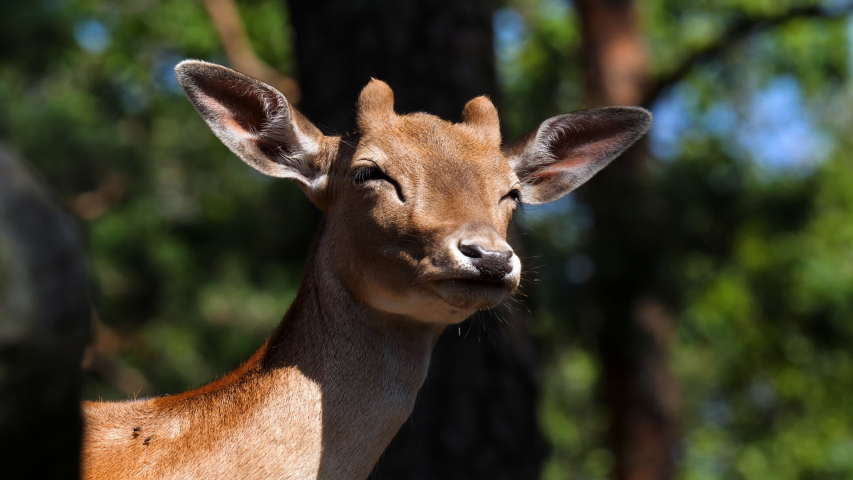slow motion lovely white-tailed deer falling Stock Footage Video (100% ...