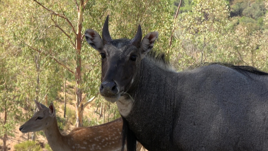 4k Ultra Hd Nilgai Blue Bull Stock Footage Video (100% Royalty-free ...