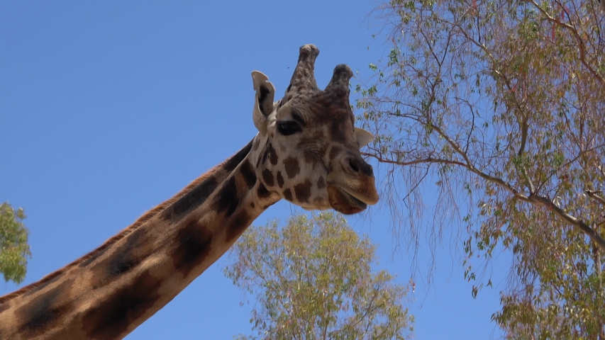 4k ultra hd giraffe eating vegetables Stock Footage Video (100% Royalty ...