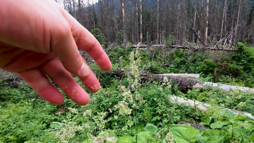 hand man grabbing wild plant's top Stock Footage Video (100% Royalty ...
