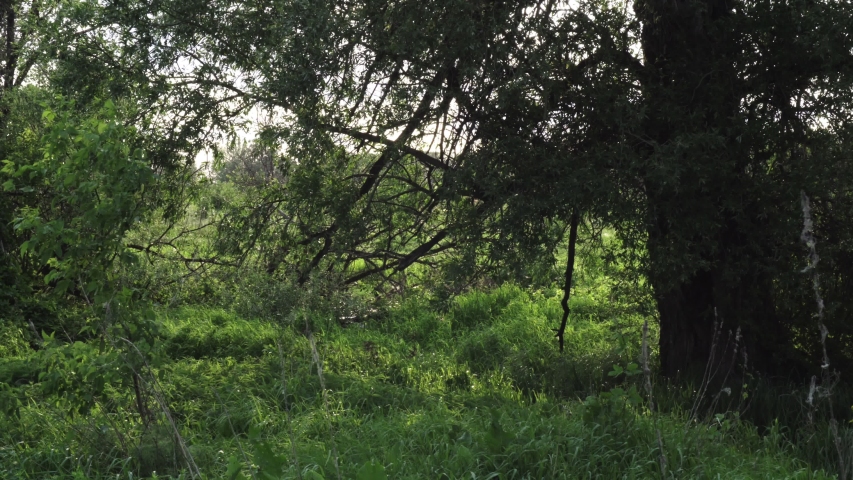 Trees and Ponds under overcast skies image - Free stock photo - Public ...