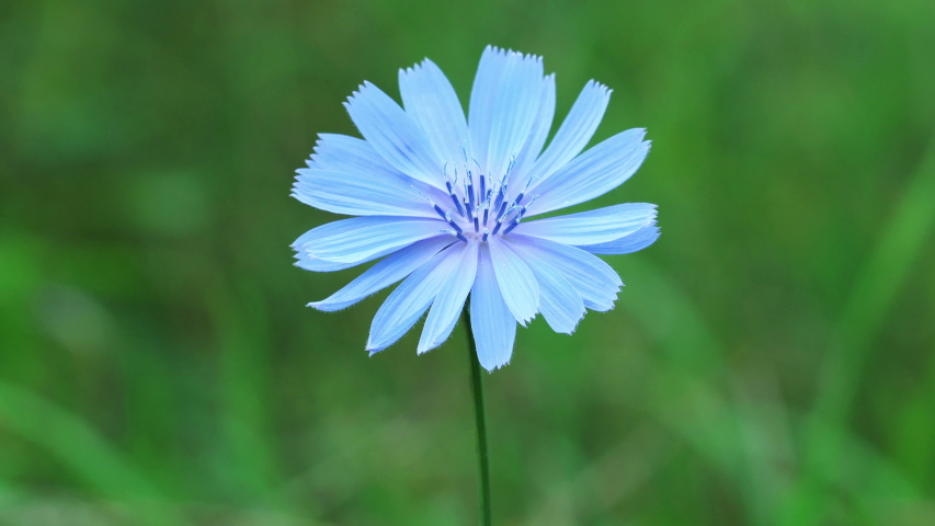 Flower of Wild Chicory Endive Stock Footage Video (100% Royalty-free ...