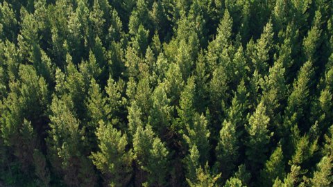 Aerial Top View Summer Green Trees Stock Photo 1024452661 | Shutterstock