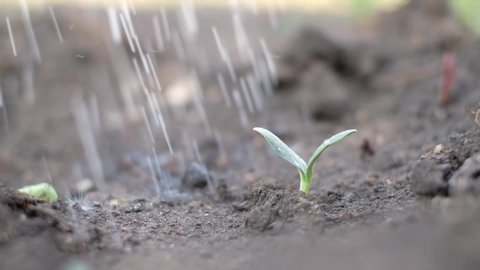 Shoots Plant Being Watered Stock Footage Video (100% Royalty-free ...