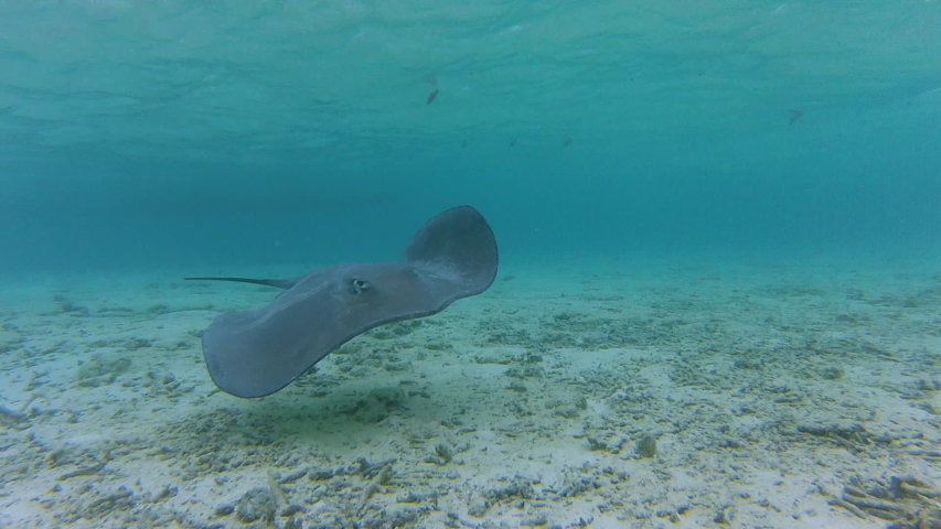 Very Close Encounter with Stingray Stock Footage Video (100% Royalty ...