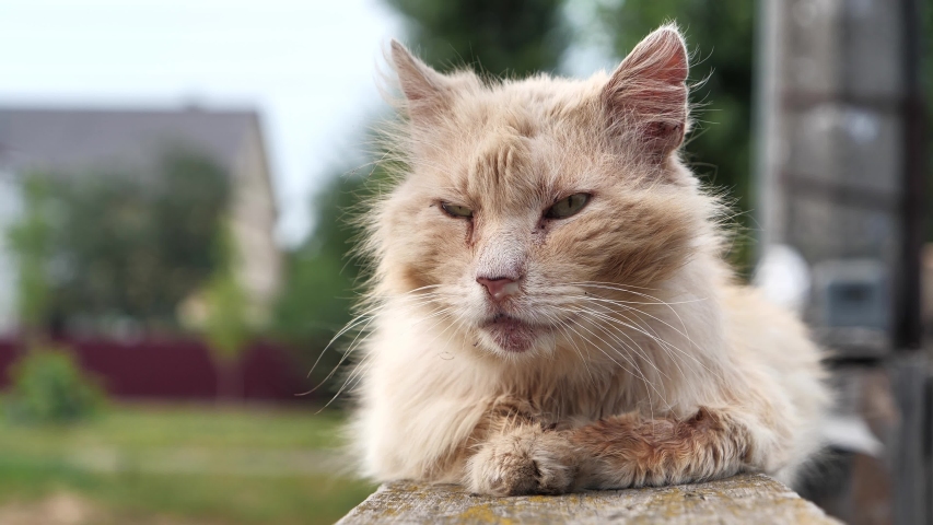 Cat Court Stock Video Footage - 4K and HD Video Clips | Shutterstock