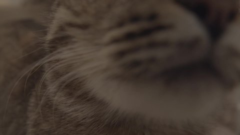 Extreme Close Cute Cat Sniffing Camera Stock Footage Video (100% ...